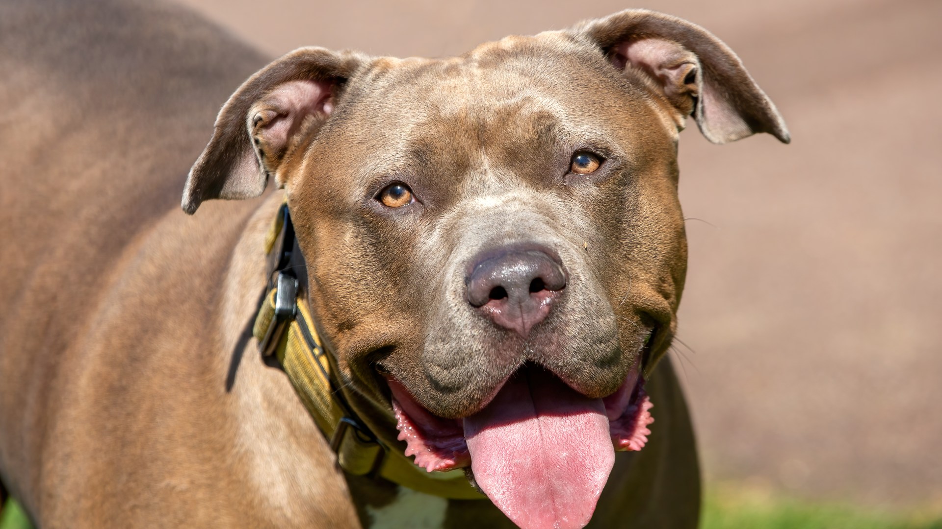 Builder mauled by XL Bully who 'ripped flesh from his bones' after ...